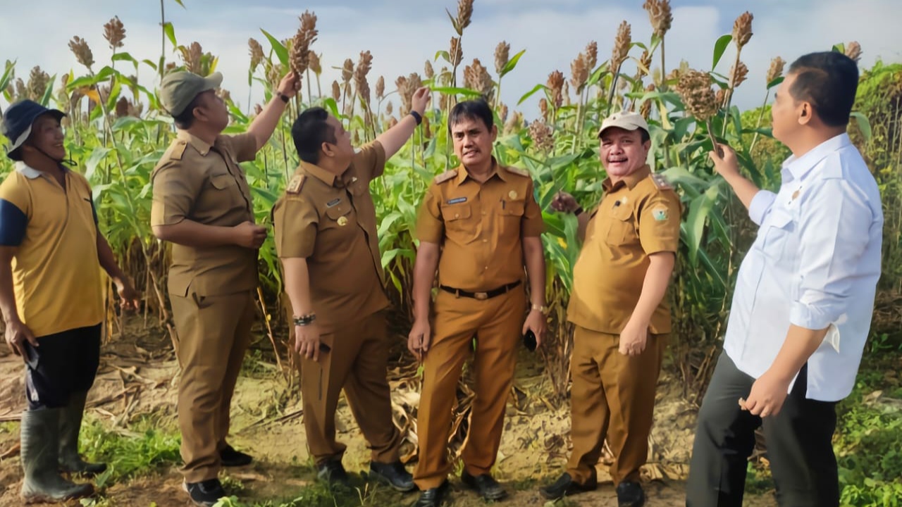 Pempus Tinjau Tanaman Sorgum Seluas Dua Hektar di Konawe